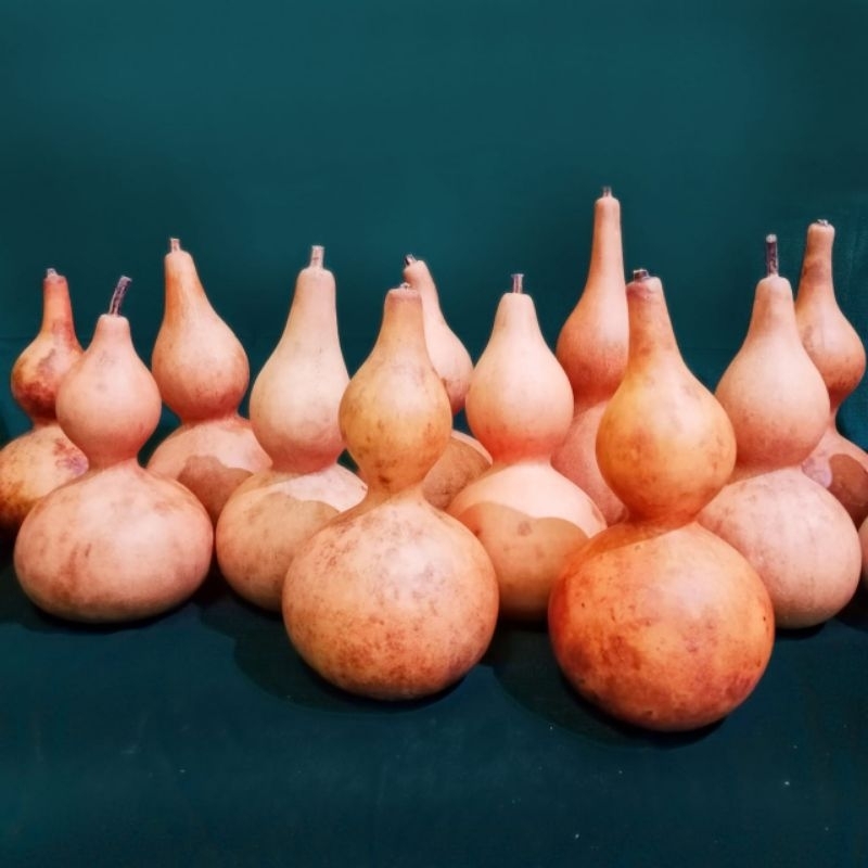 Jual Labu | Labu botol | Labu lagenaria | Labu kering | Labu china ...