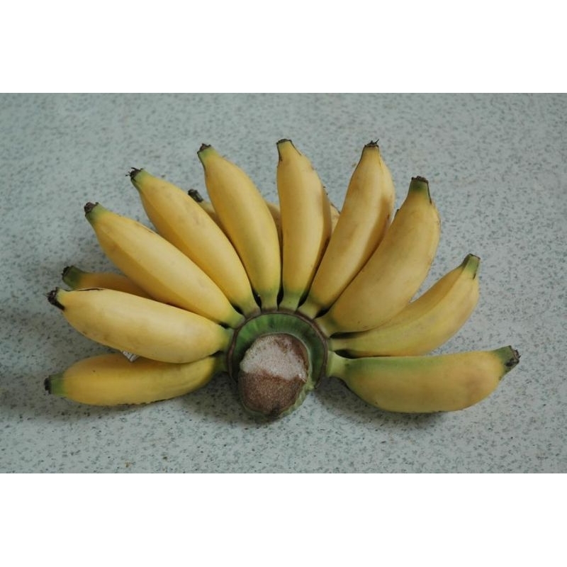 Jual Pisang Muli/Pisang Lampung/Pisang Buah satu sisir | Shopee Indonesia