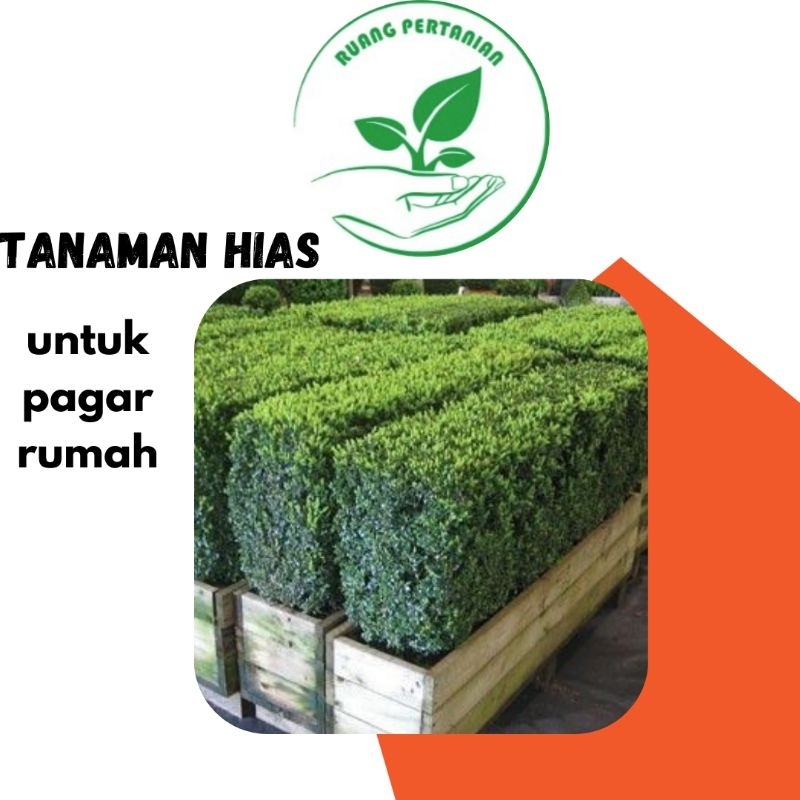 Jual Tanaman hias teh tehan untuk pagar | ukuran 20 cm | stek batang ...