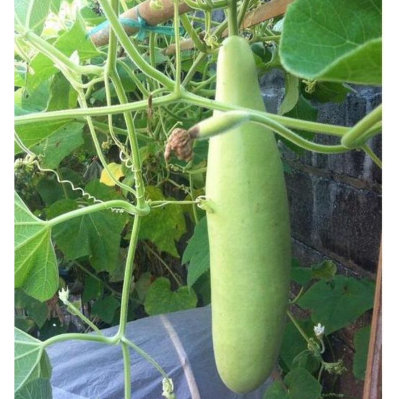 Jual TOKO RZ Bibit Benih Unggul Labu Air (5 biji) | Shopee Indonesia