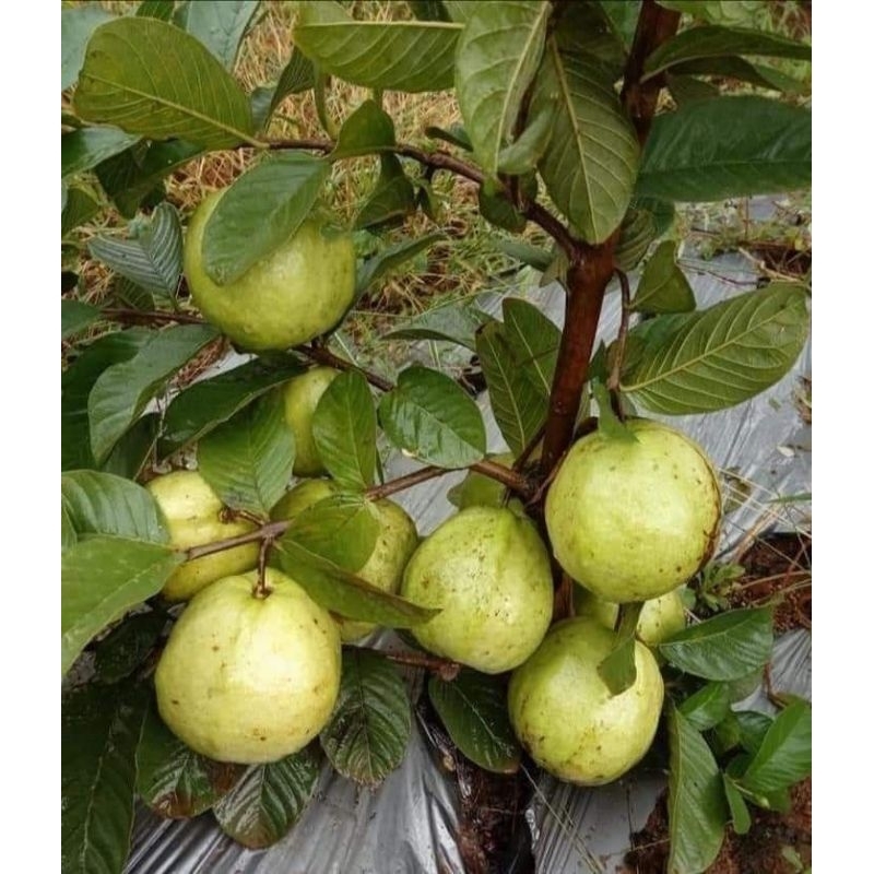 Jual tanaman jambu kristal cangkok berbuah/berbunga | Shopee Indonesia