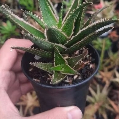 Jual aloe tct apache anakan sukulen kaktus tanaman hias | Shopee Indonesia