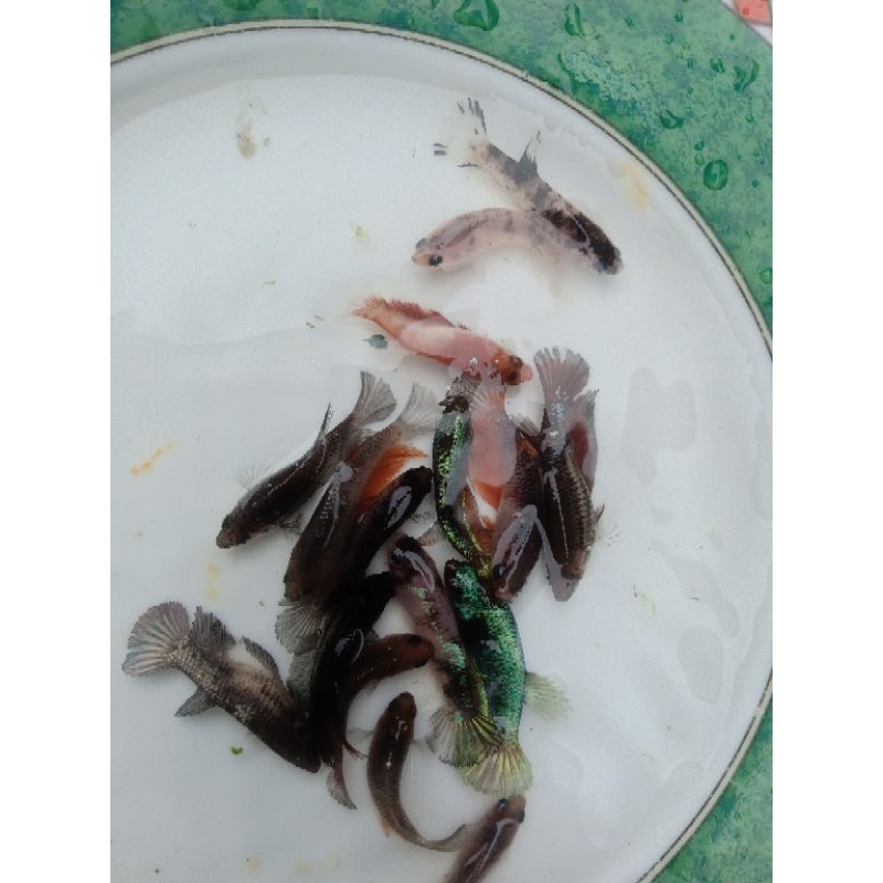 Jual paket 5ekor betina plakat line Avatar,nemo avatar,Avatar cooper ...