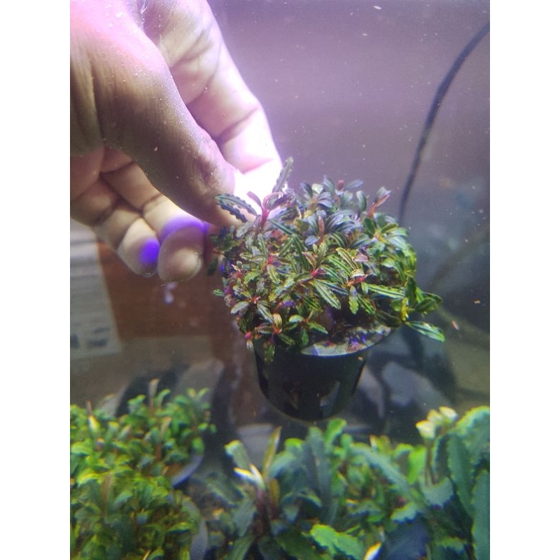 Jual buchephalandra mini boyan | Shopee Indonesia