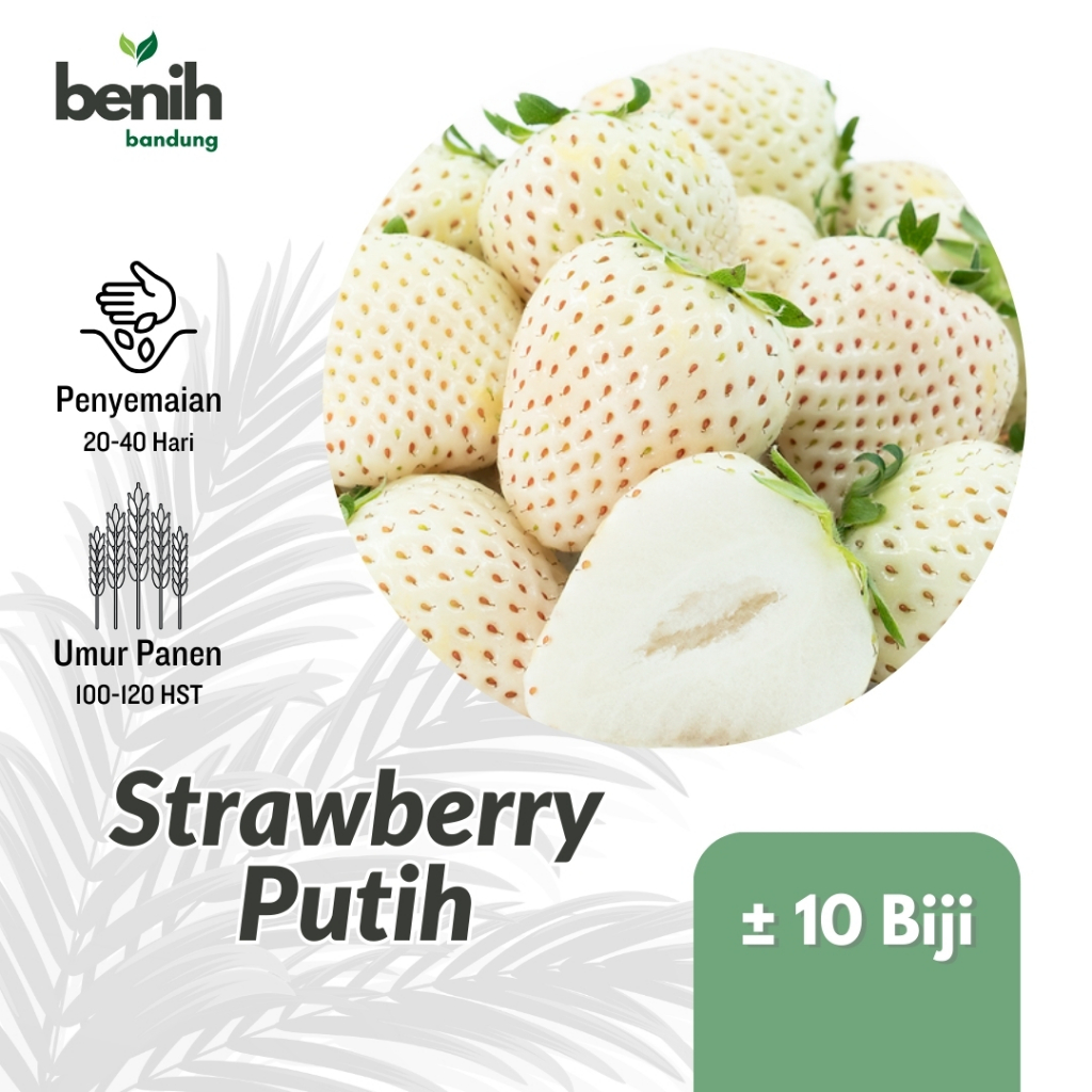 Jual 10 Biji Benih Strawberry Putih Bibit Stroberi White Unggul Buah ...