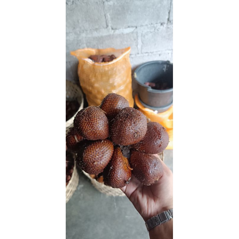Jual salak madu khas sleman 1 kg | Shopee Indonesia