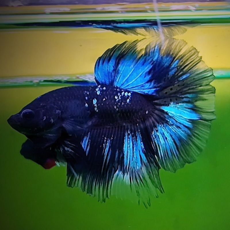 Jual CUPANG HM AVATAR GORDON + HALFMOON AVATAR GORDON GRADE A+ | Shopee ...