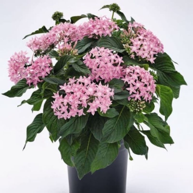 Jual Tanaman Bunga Pentas / Pentas lanceolata / Egyptian Star-cluster ...