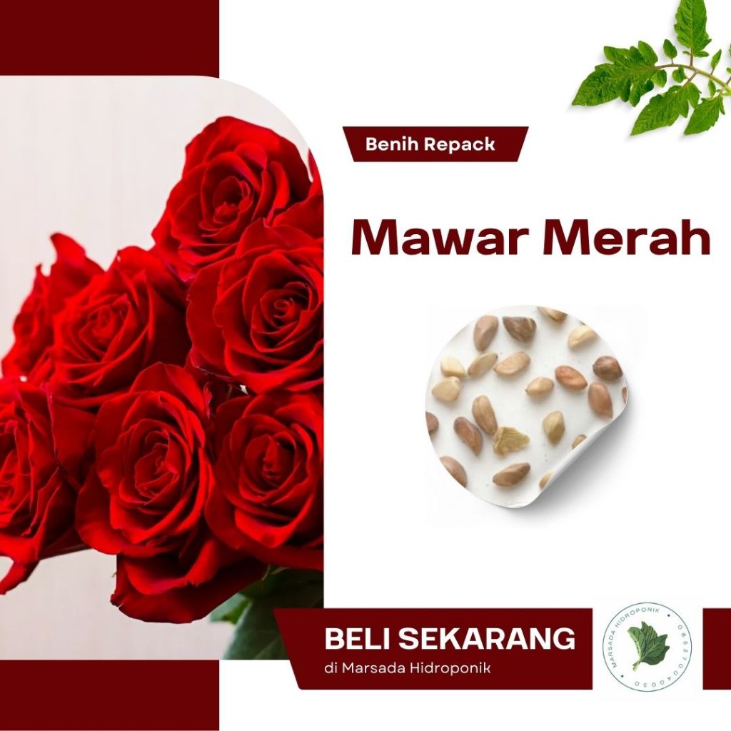 Jual Benih Bibit Bunga Mawar Merah Red Rose isi 5 Seeds | Shopee Indonesia
