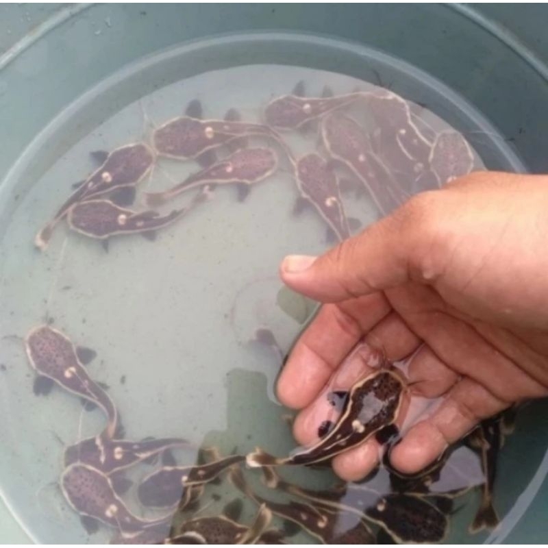 Jual Ikan Baby Rtc | Shopee Indonesia