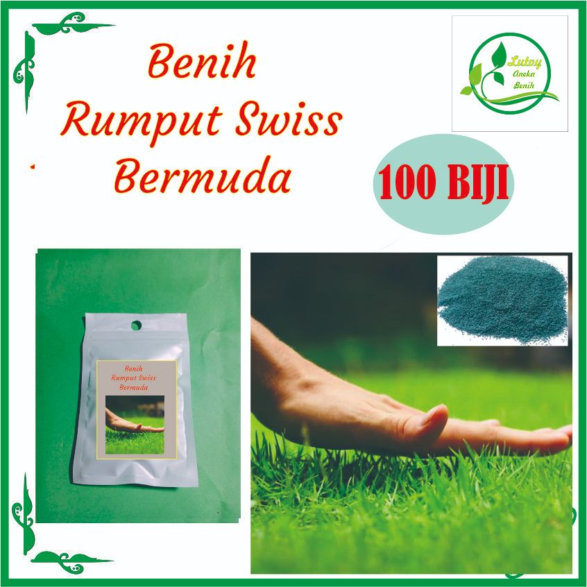 Jual BENIH RUMPUT SWISS BERMUDA ISI 100 BIJI | Shopee Indonesia