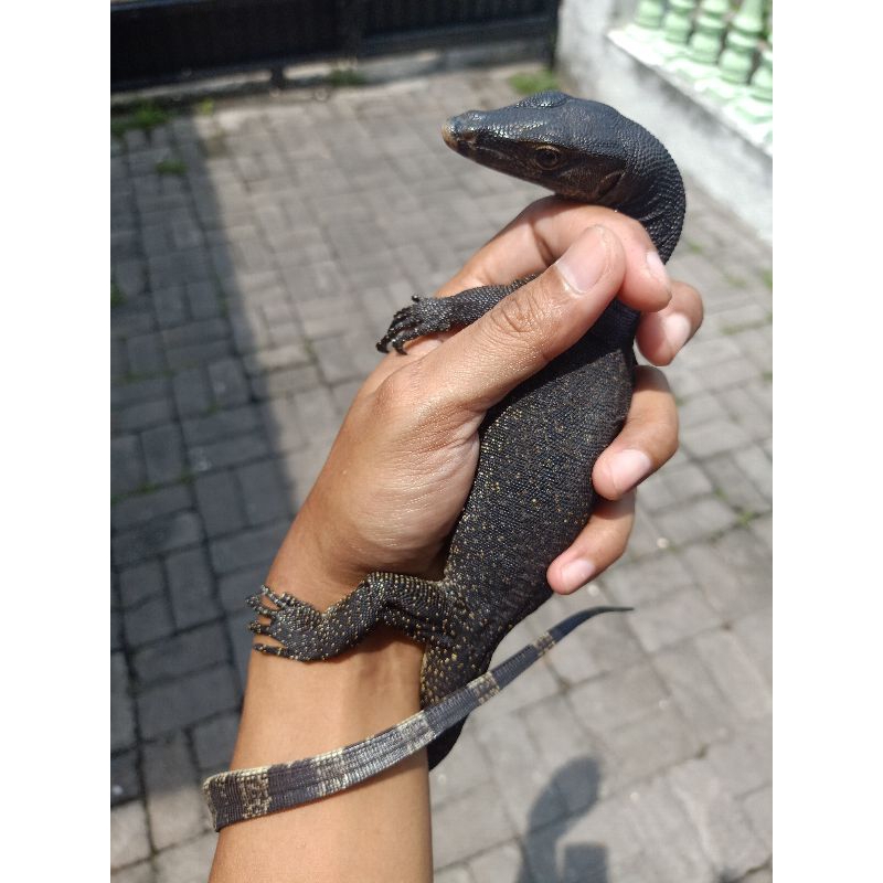 Jual biawak hitam bintan | Shopee Indonesia