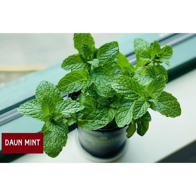 Jual TANAMAN DAUN MINT, DAUN MINT, BIBIT DAUN MINT , TIDAK DI SARANKAN ...