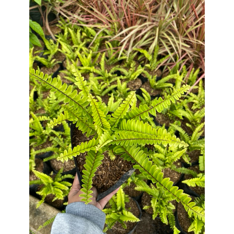 Jual Pakis boston ekonomis - tanaman hias - tanaman murah | Shopee ...