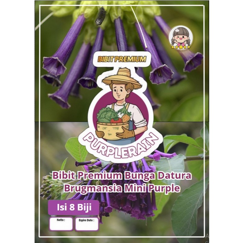 Jual Bibit Premium Bunga Datura Brugmansia Mini Purple |Benih Bunga ...