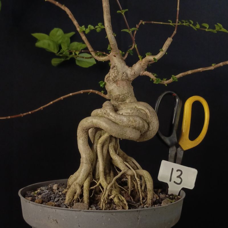 Jual 13 - Bahan Bonsai Sancang Exposed Root / Neagari | Shopee Indonesia