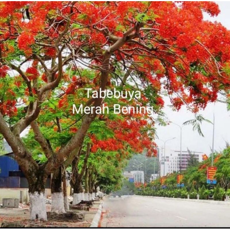 Jual Tanaman hias tabebuya bunga merah bening | Shopee Indonesia