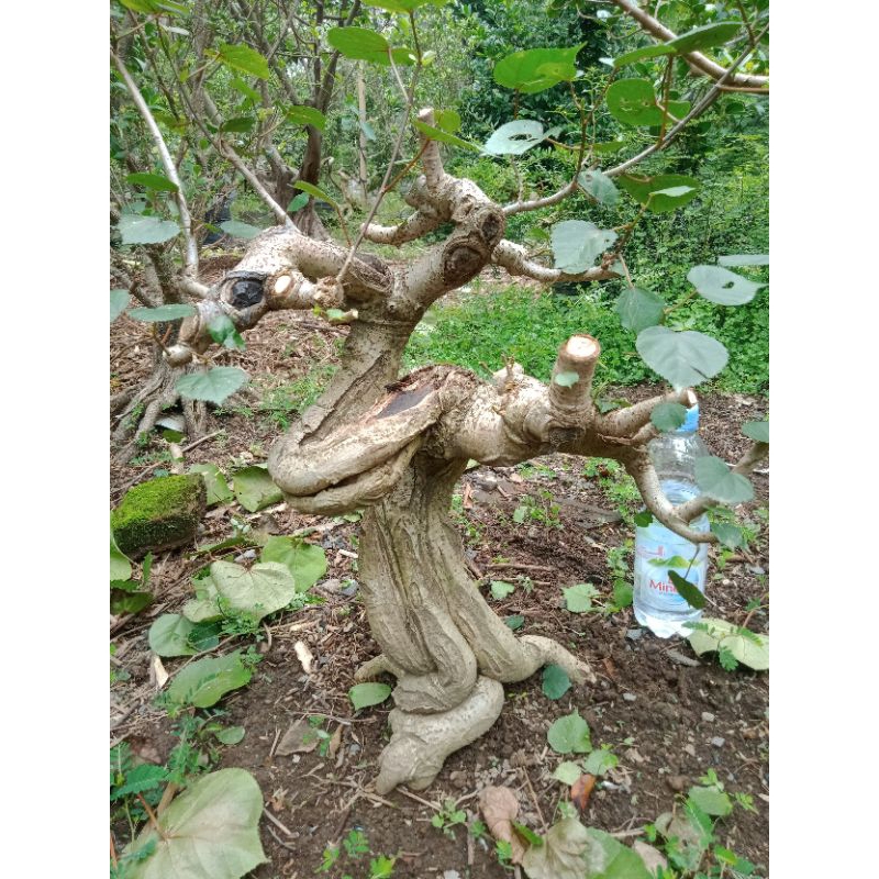 Jual bahan bonsai waru taiwan meliuk unik sesuai difoto bosku | Shopee ...