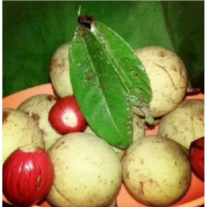Jual Jual buah pala segar baru dipetik murah 1kg | Shopee Indonesia