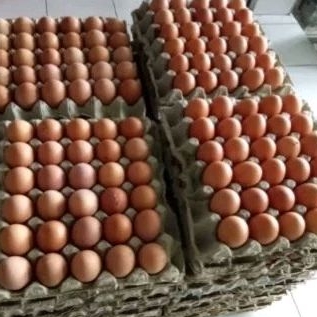 Jual TELUR FRESH UKURAN JUMBO ( PER PAPAN) | Shopee Indonesia