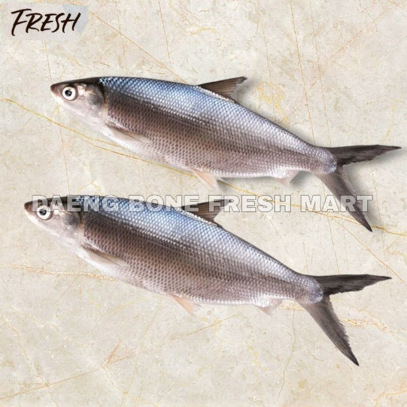 Jual Ikan Bandeng Laut / Milkfish | Shopee Indonesia