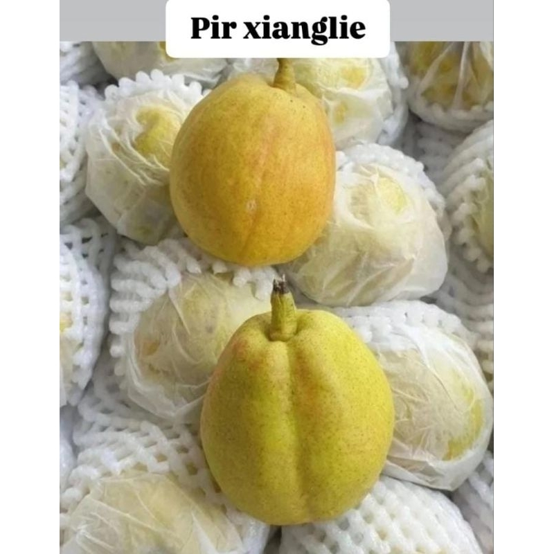 Jual pir xianglie 1kg | Shopee Indonesia