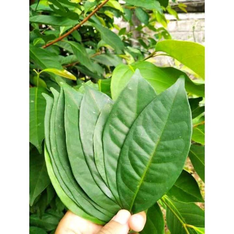 Jual daun salam segar per 500 lembar untuk bumbu dapur | Shopee Indonesia