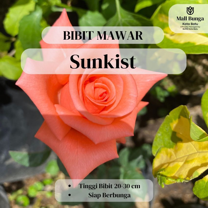 Jual Bibit Tanaman Bunga Mawar Sunkist Siap Berbunga 20-30 cm | Shopee ...