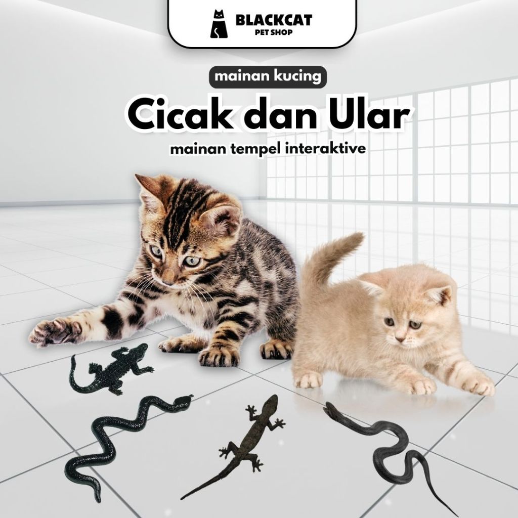 Jual BLACKCAT Mainan Kucing Cicak Karet Mainan Interaksi | Shopee Indonesia