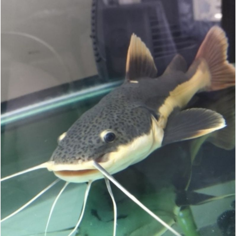 Jual RTC ikan lele amazon ukuran 16-18cm | Shopee Indonesia
