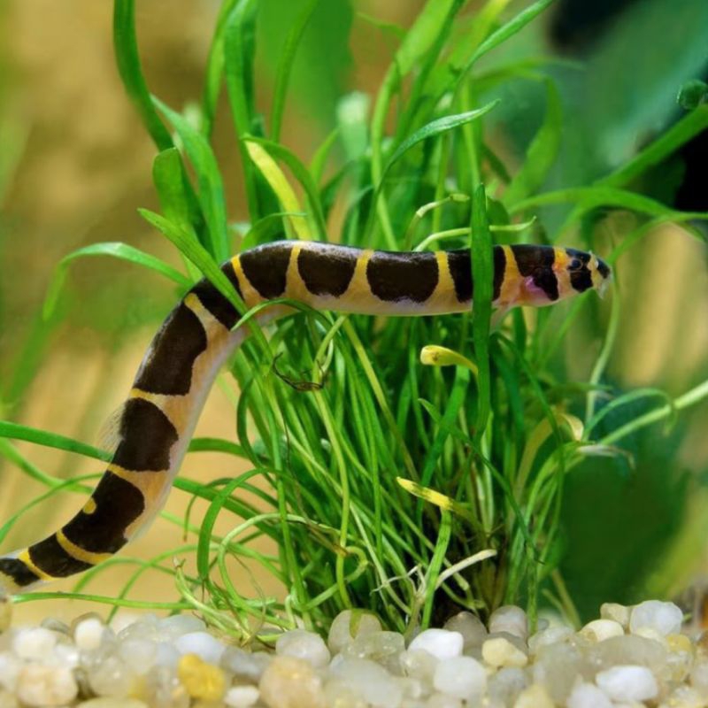 Jual Ikan Hias Kuhli Loach Coolie Loach Ikan Cacing Ikan Pembersih ...