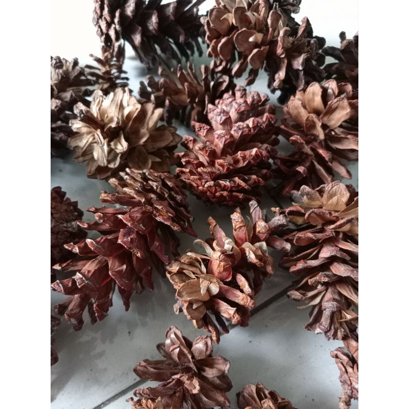 Jual biji bunga pohon Pinus original | Shopee Indonesia