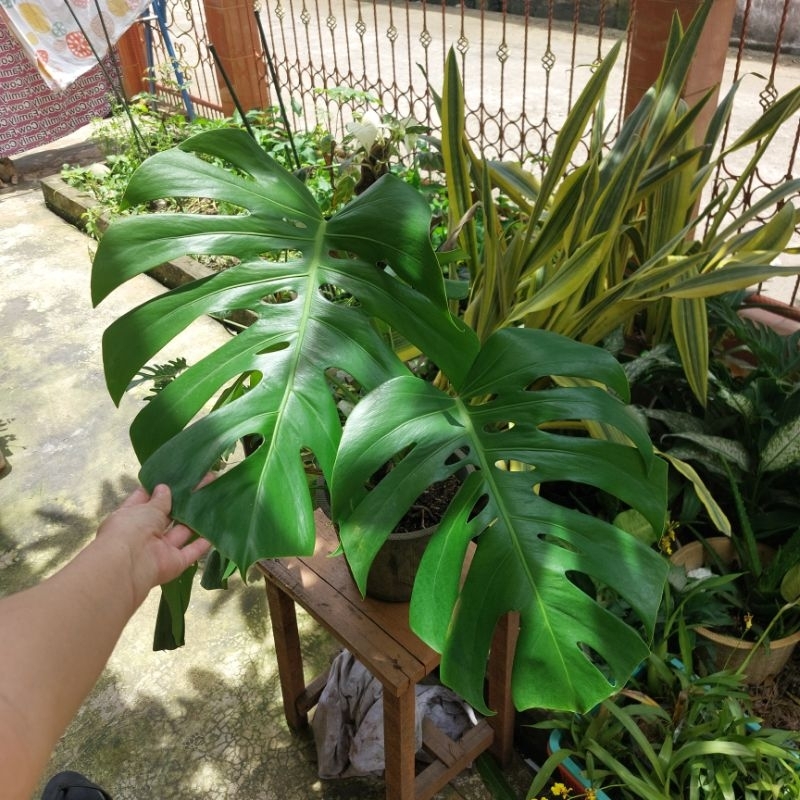 Jual Tanaman Hias Monstera Borsigiana Monstera King Brazilian Form ...