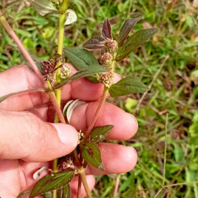 Jual Daun patikan kebo segar paket 250 gram | Shopee Indonesia