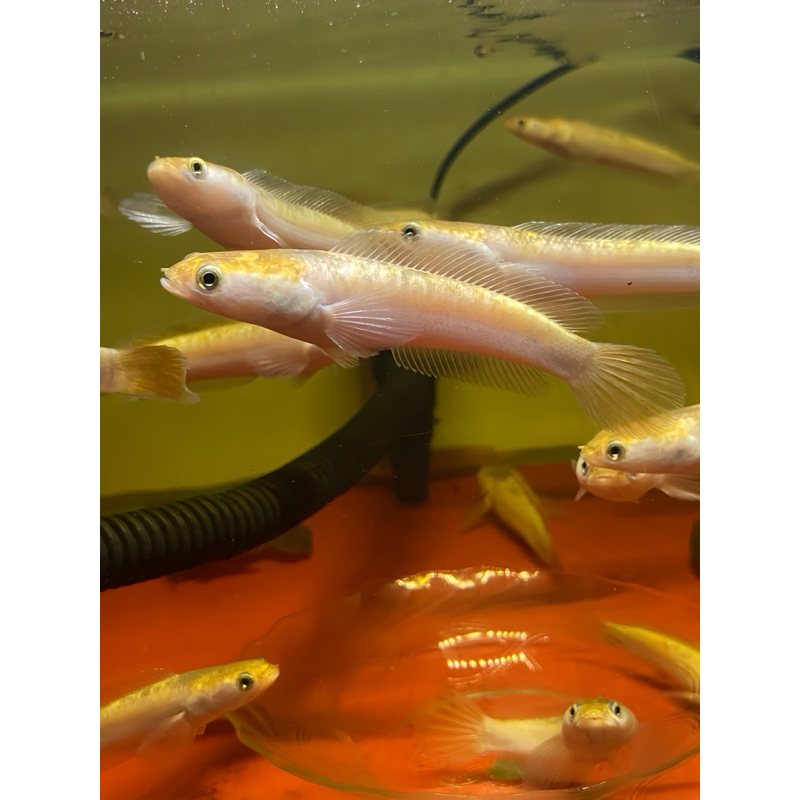 Jual Terbaik Golden Pulchra 9 sd 10 KM LV TT | Shopee Indonesia