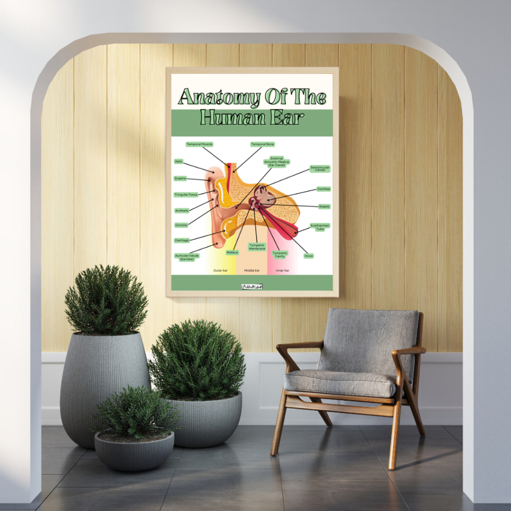 Jual AdelineCeline_Poster Edukasi Anatomi Telinga Manusia | Shopee ...