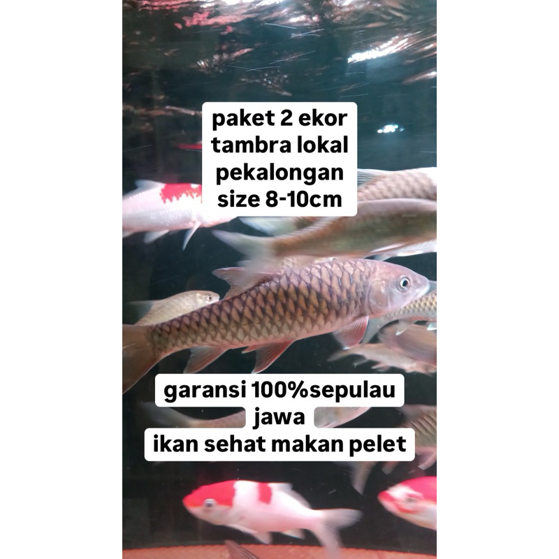 Jual Paket 2ekor Tambra 8-10cm | Shopee Indonesia