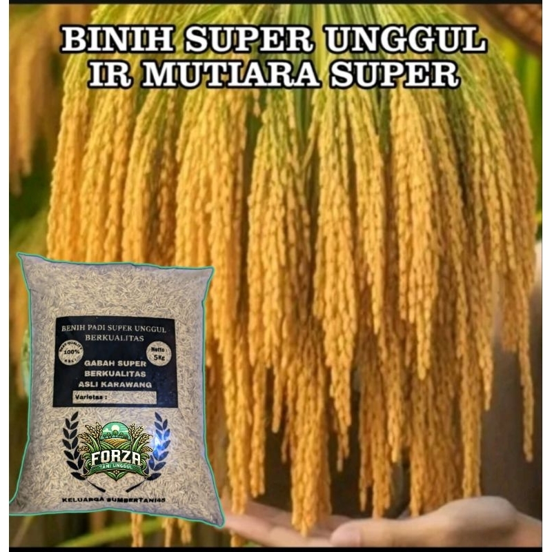 Jual benih padi IR MUTIARA super unggul berkualitas.5kg | Shopee Indonesia