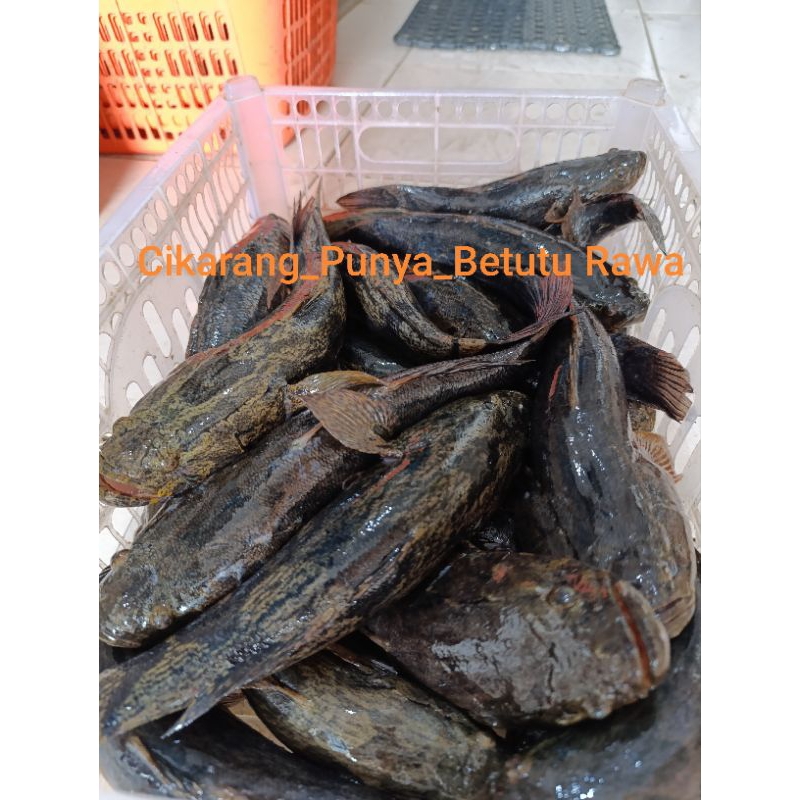 Jual Ikan Betutu/ Ikan Gabus Malas / Gabus Betutu/ Ikan Bloso / Ikan ...