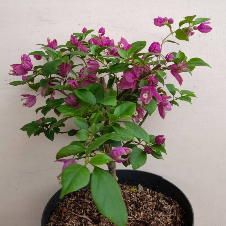 Jual Bibit Tanaman Hias Bunga Kertas Bougenville Anggur Ungu ORIAN ...