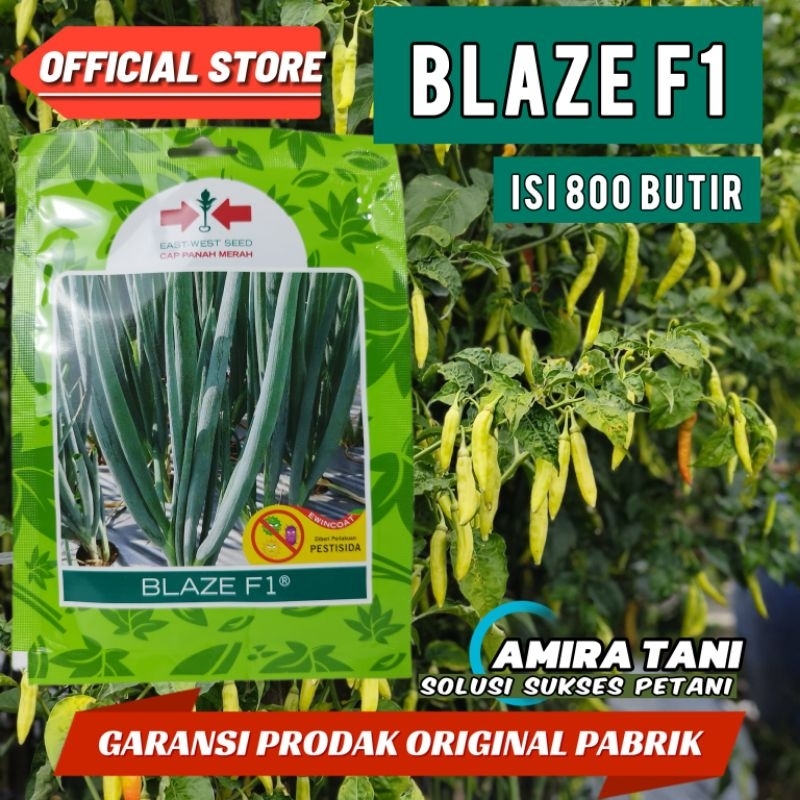 Jual BENIH DAUN BAWANG BLAZE F1 ISI 800 BUTIR ORIGINAL PANAH MERAH | Shopee Indonesia