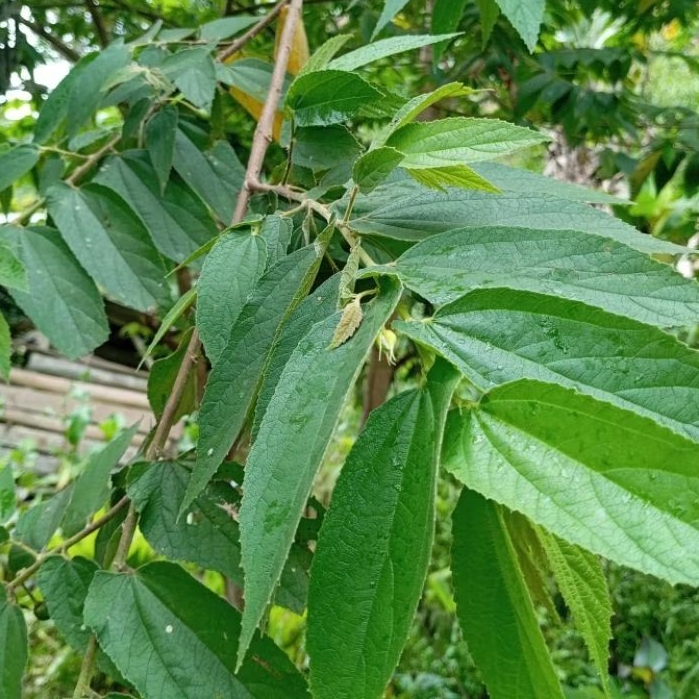 Jual Daun ceri atau kersen segar paket 1 kg | Shopee Indonesia