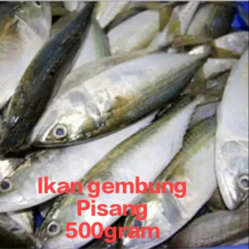 Jual Ikan fresh segar/ ikan kembung pisang 500gram | Shopee Indonesia