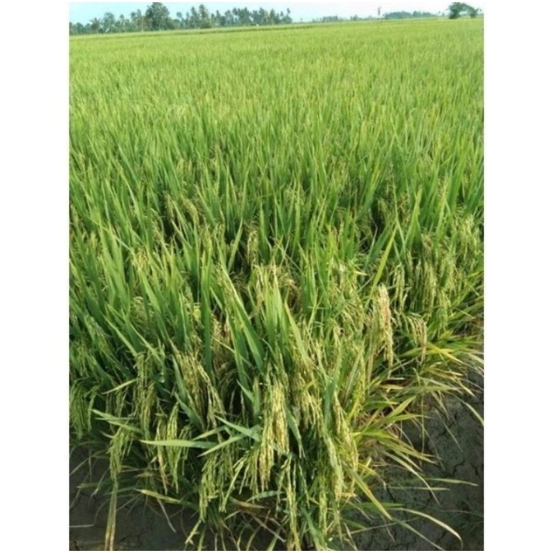 Jual BENIH PADI MR 219 KEMASAN 5KG | Shopee Indonesia