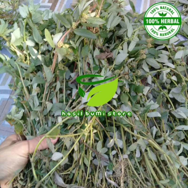 Jual daun patikan kebo segar 500gram | Shopee Indonesia