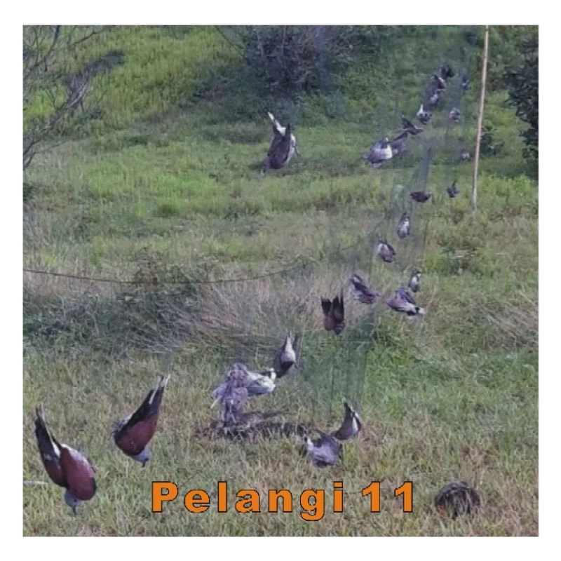 Jual Jaring Burung , Jaring Perangkap , Jaring Penghalang Burung ...