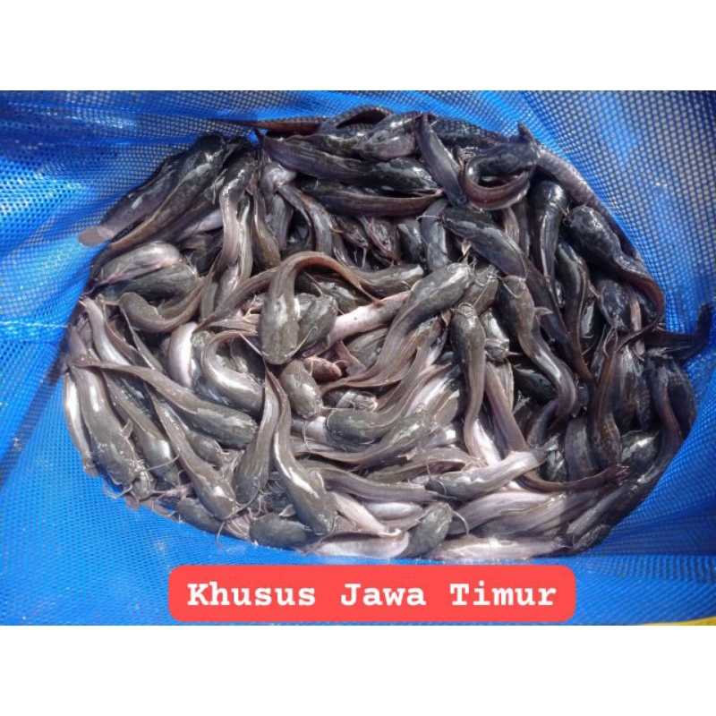 Jual Bibit lele Mutiara 105 ekor ukur 3-4 cm + bonus pakan (KHUSUS JAWA ...
