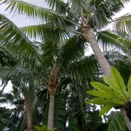 Jual Benih Langka / Biji Palem / Palm Seed: Orania palindan | Shopee ...