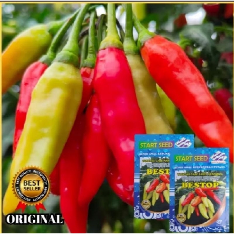 Jual Terlaris BIBIT UNGGUL CABAI RAWIT (BIGTOP+BESTOP+RAMBO+TRABAS ...