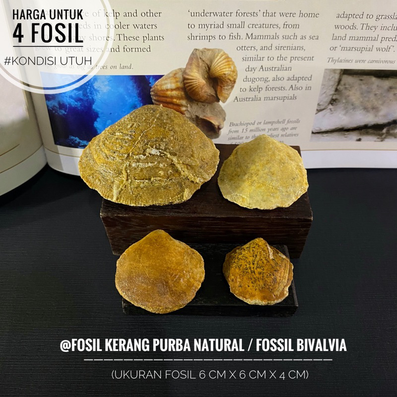 Jual Fosil Kerang Purba Natural B1 atau Fossil Bivalvia atau Fosil ...